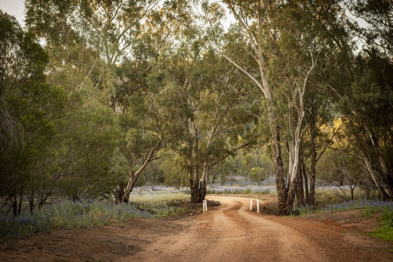 See & Do - Visit Griffith